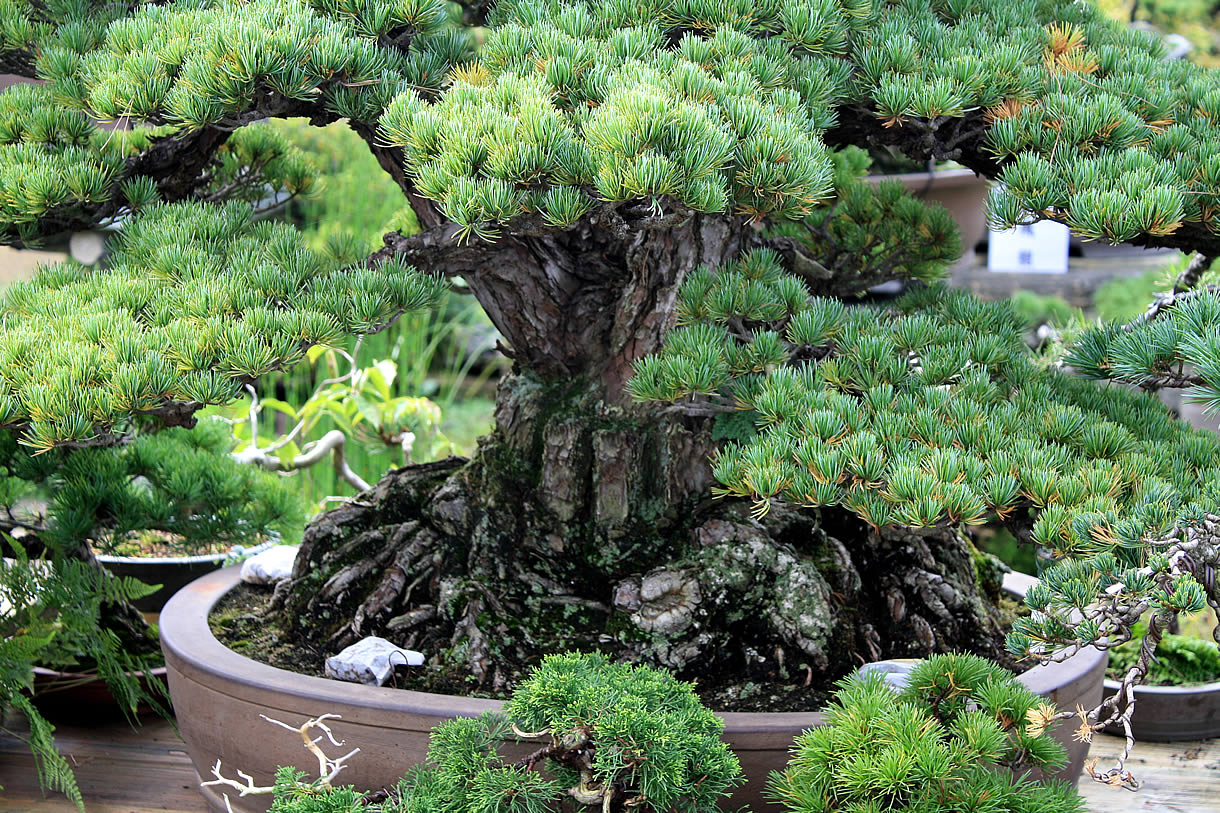 Australian Bonsai Gallery - Massive Nebari
